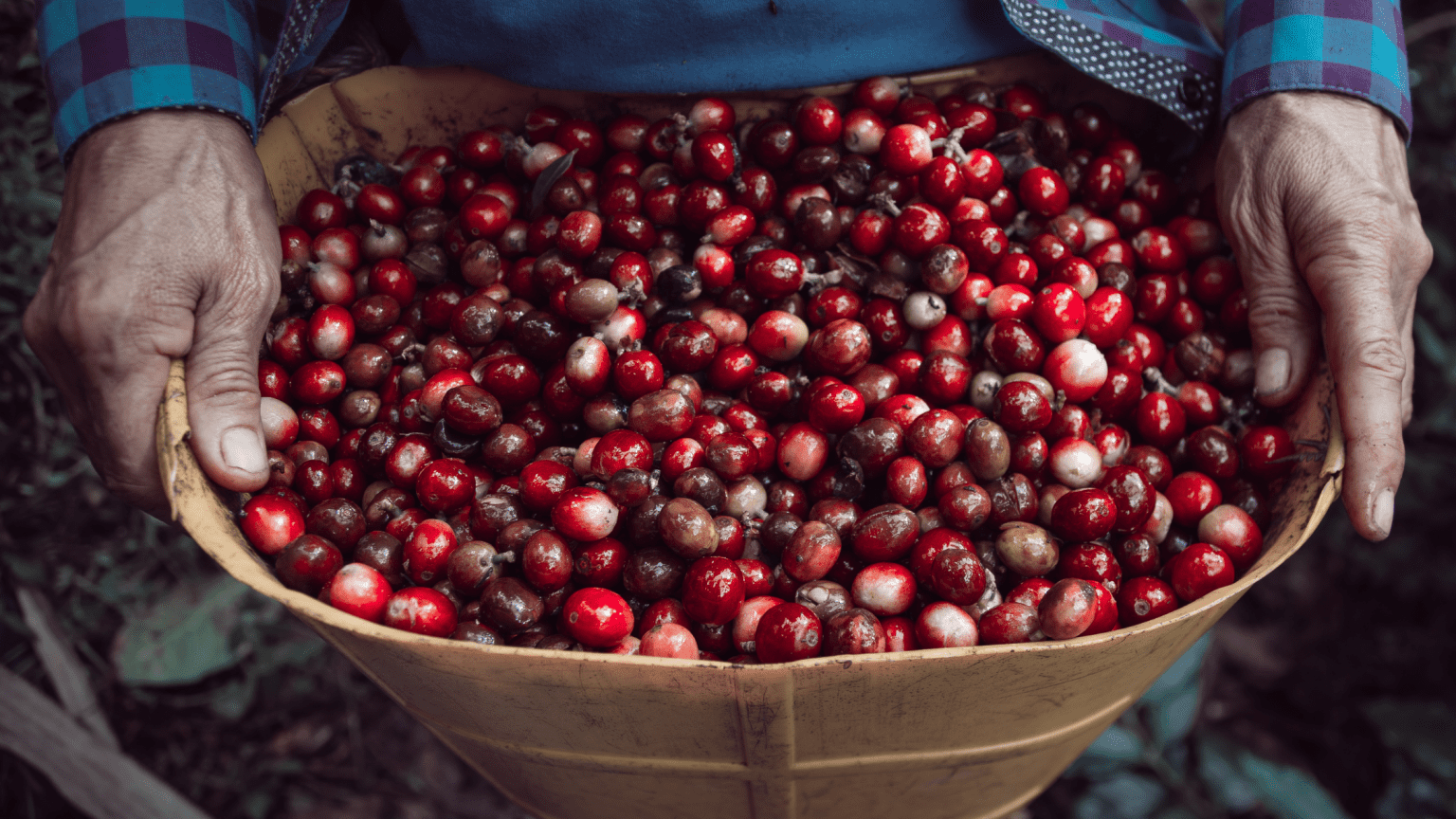 How and When is Coffee Harvested? The Journey Of Seed To Sip